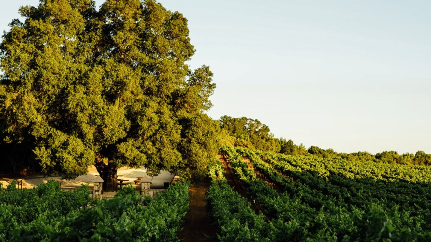 David Arthur Vineyards | St. Helena | Napa Valley's Main Street | CA